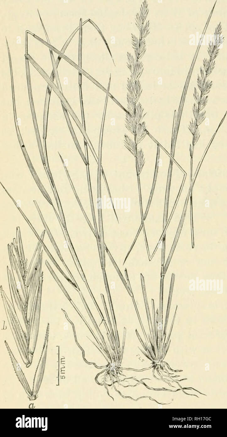 Western Wheatgrass Drawings
