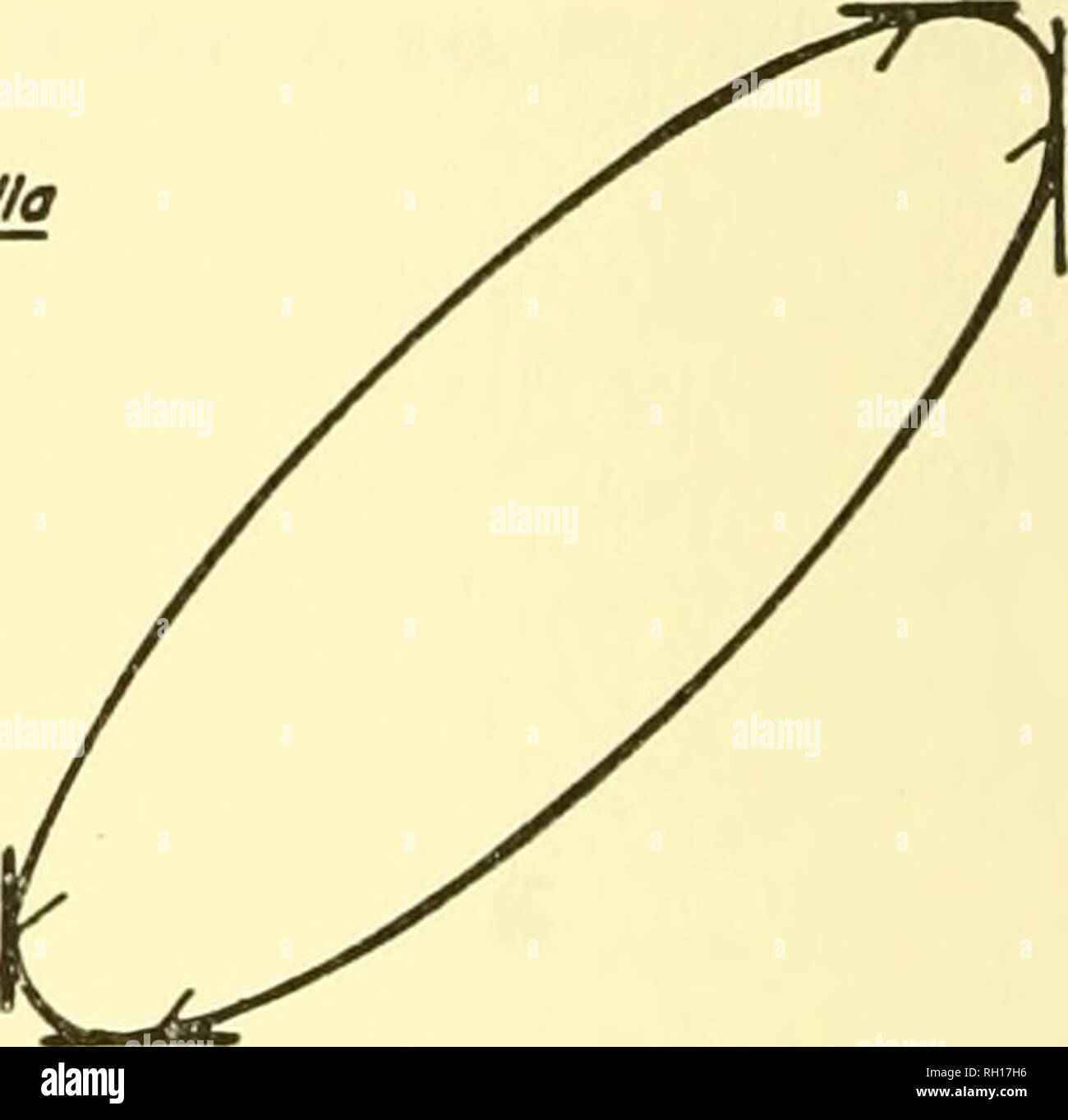 Dryopithecus hi-res stock photography and images - Alamy