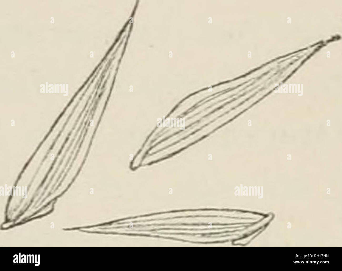 Three awn grass hi-res stock photography and images - Alamy