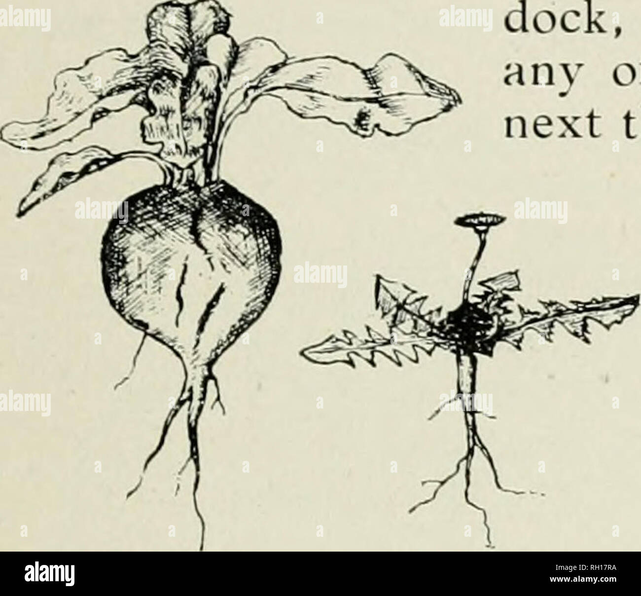 Dock weed pull hi-res stock photography and images - Alamy