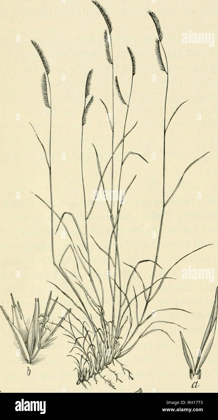 Prairie June Grass Koeleria High Resolution Stock Photography and ...