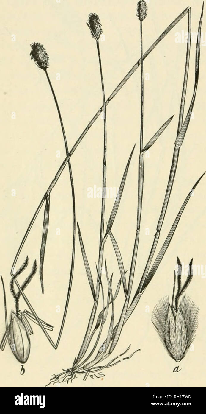 Alpine Timothy Grass High Resolution Stock Photography and Images - Alamy