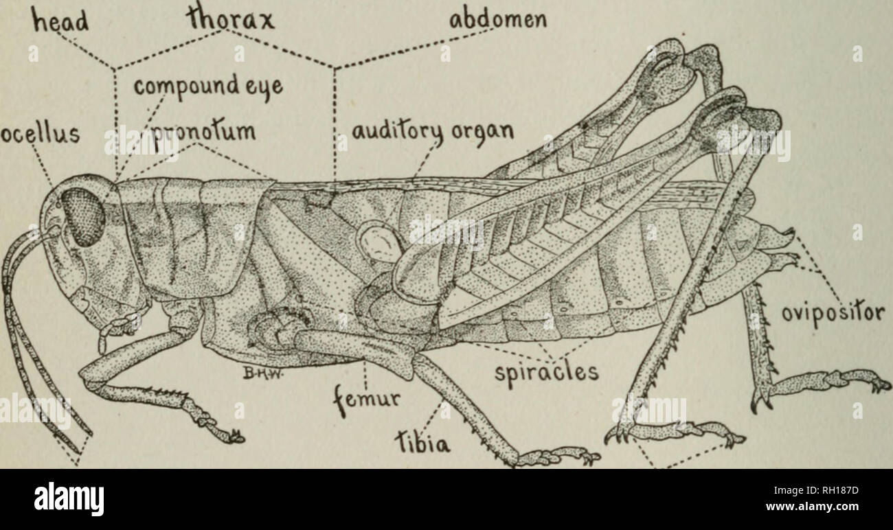 . Bulletin. Geology -- Connecticut; Animals -- Connecticut; Plants ...