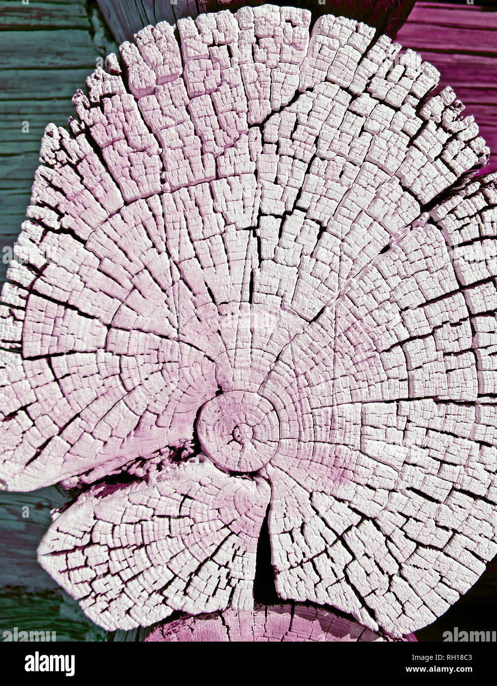 The old wood texture with natural patterns. Cross-section of the old ...