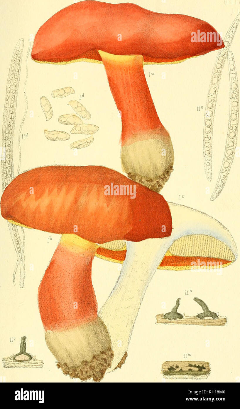 Boletus dupainii hi-res stock photography and images - Alamy