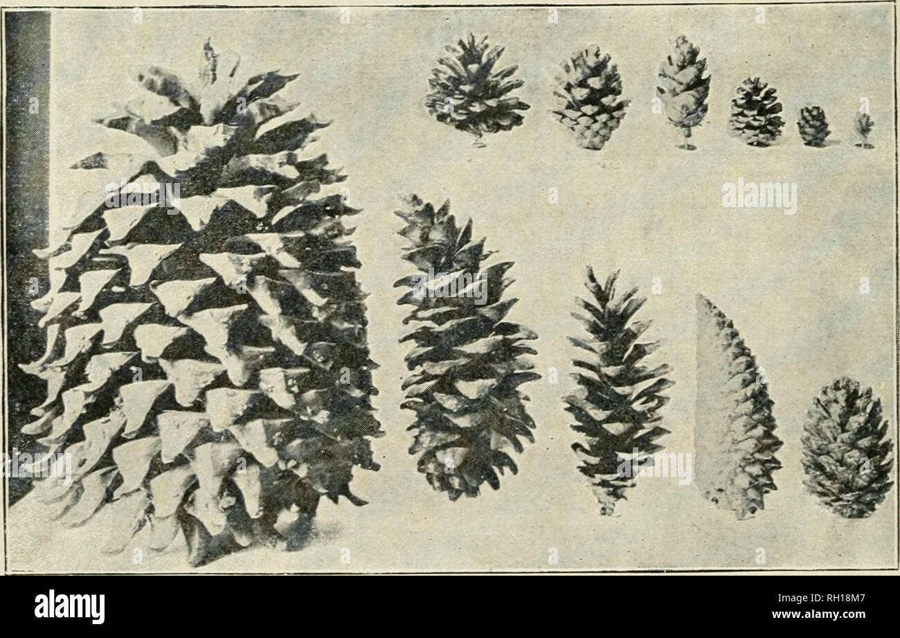 Pine cone seeds lodgepole hi-res stock photography and images - Alamy