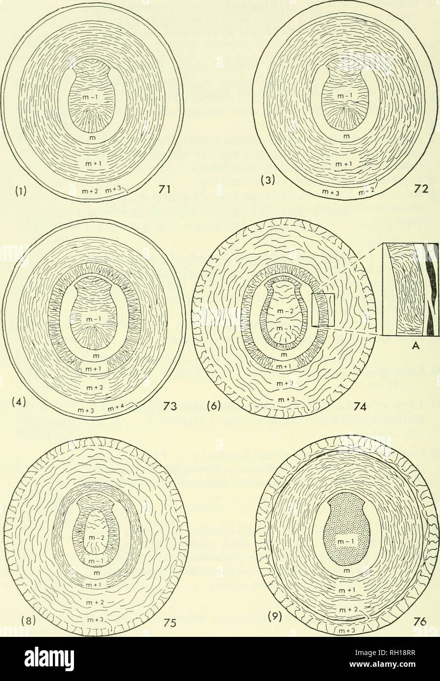 . Bulletin. Natural history; Natuurlijke historie. 80 PATELLOID AND ...