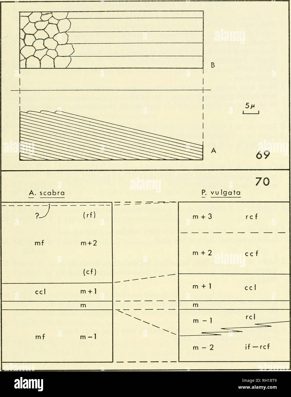 Diagrammatic sketches hi-res stock photography and images - Alamy