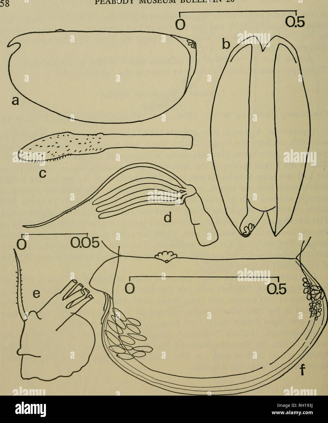 . Bulletin. Natural history; Natuurlijke historie. PEABODY MUSEUM ...