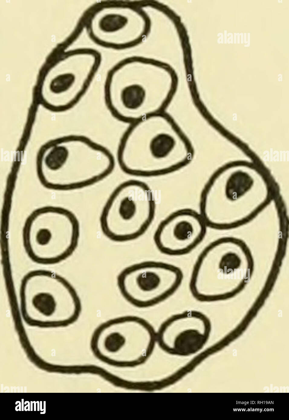 . Bulletin. Natural history; Natuurlijke historie. Text-fig. 12 ...