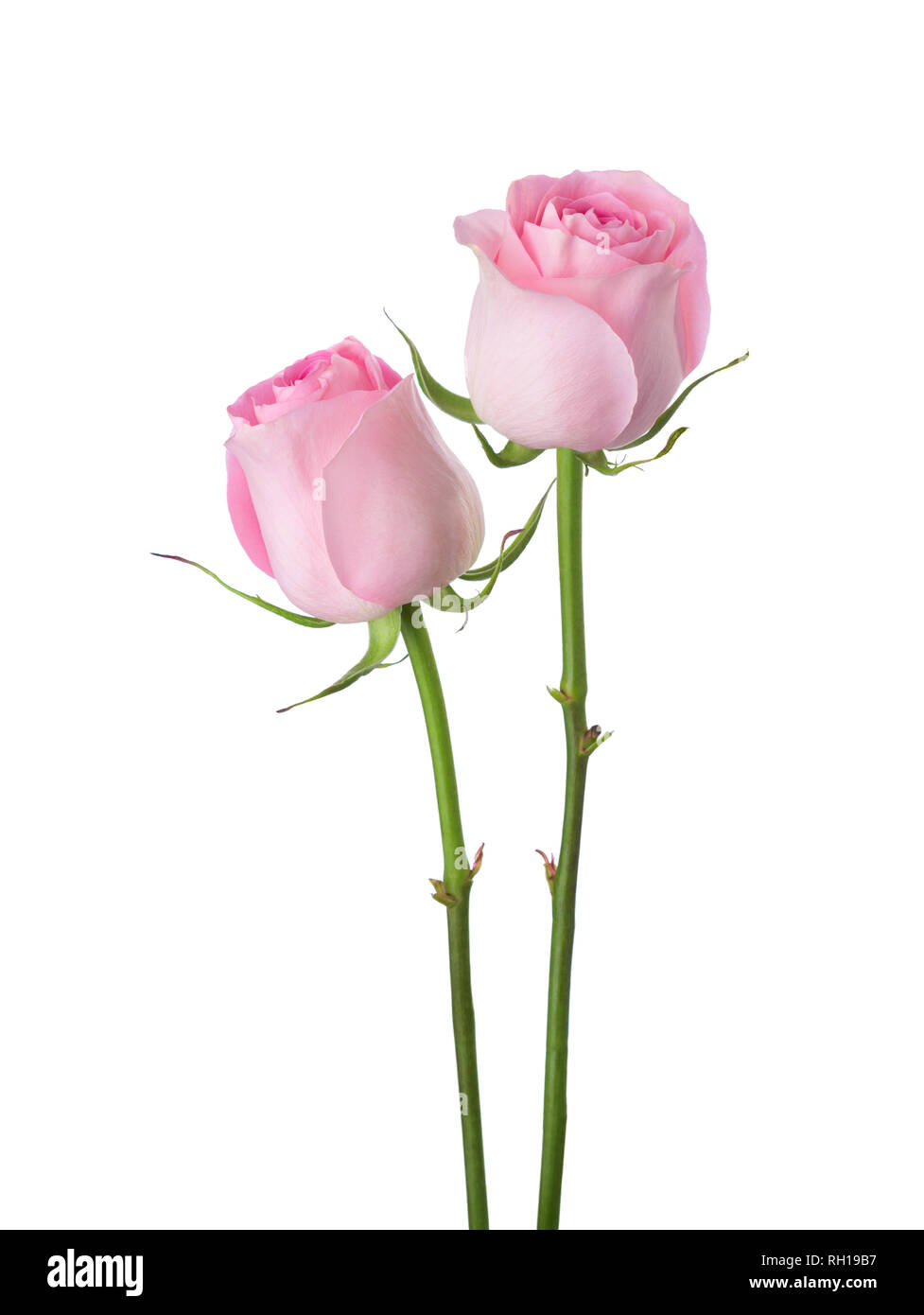 Two light pink Roses isolated on white background Stock Photo - Alamy