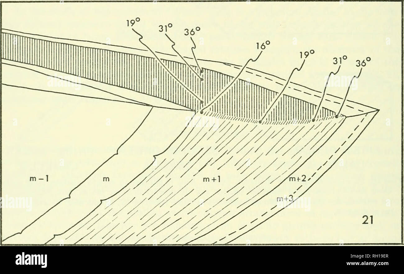 . Bulletin. Natural history; Natuurlijke historie. 20 PATELLOID AND ...