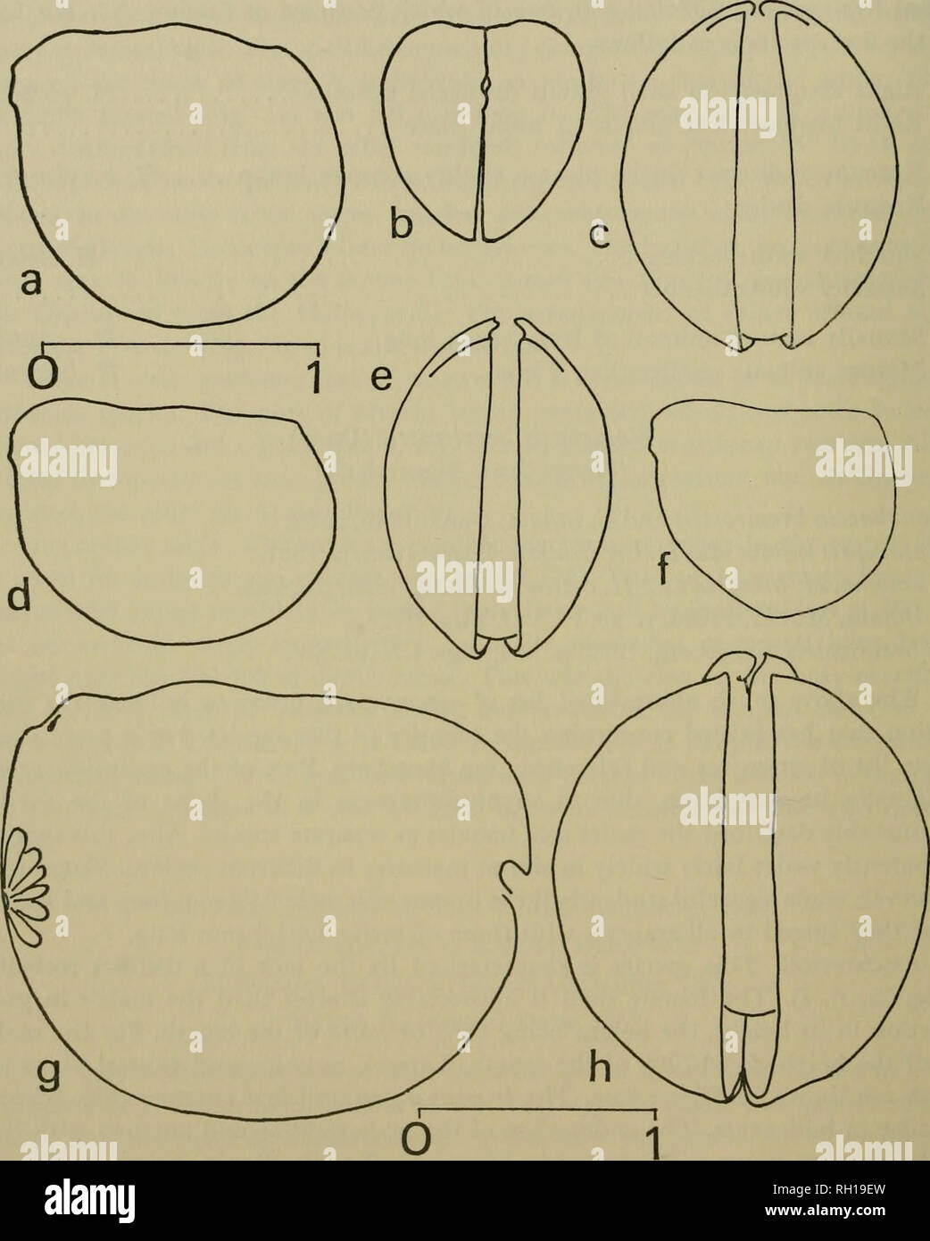 . Bulletin. Natural history; Natuurlijke historie. 20 PEABODY MUSEUM ...