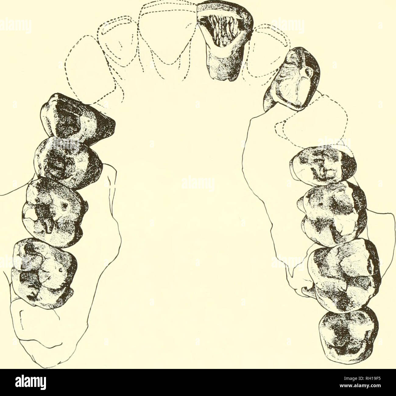 Ramapithecus punjabicus hi-res stock photography and images - Alamy