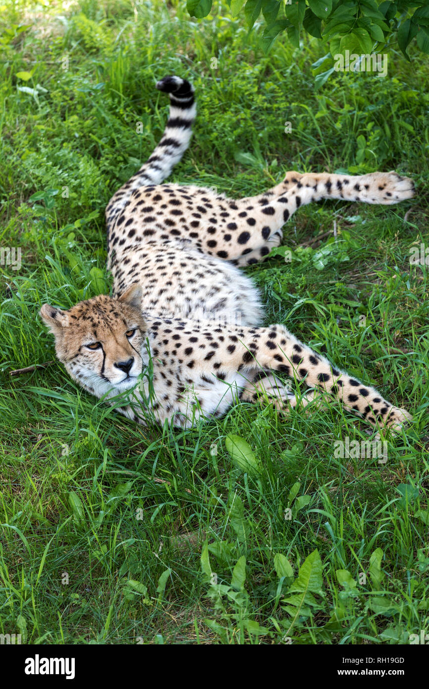 Cheetah standing in the grass with an alert reaction. It is the fastest ...