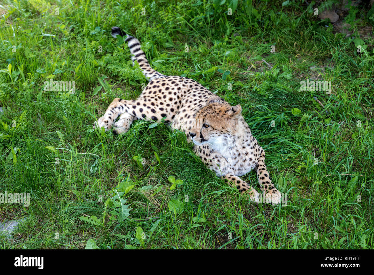 Cheetah standing alert in grass hi-res stock photography and images - Alamy