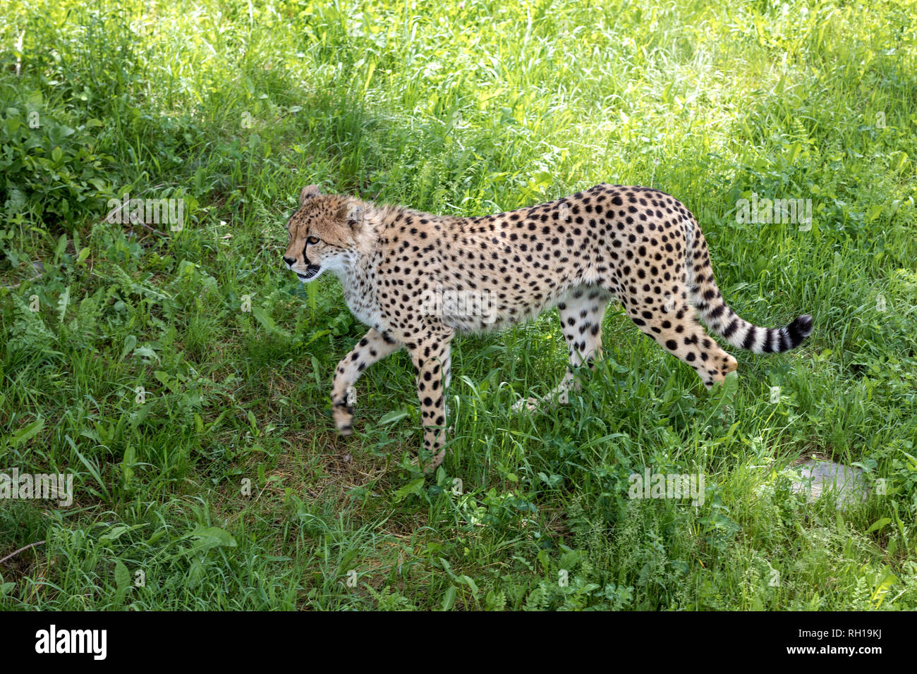 Cheetah walking gracefully. It is the fastest land animal and has a ...