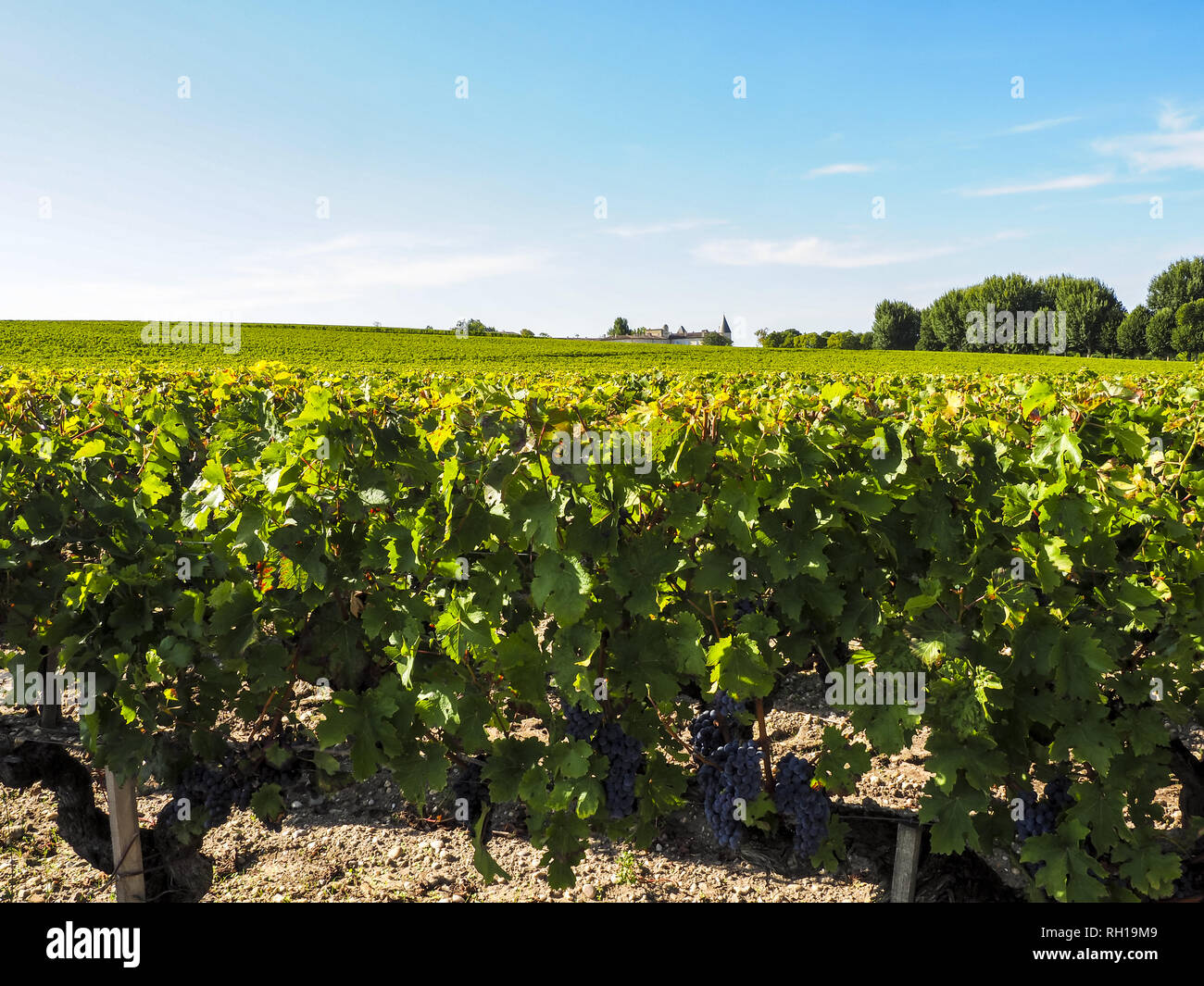 Chateau Lafite Rothschild Stock Photo - Alamy