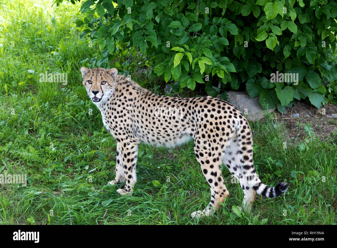 Cheetah standing in alert position. It is the fastest land animal and ...