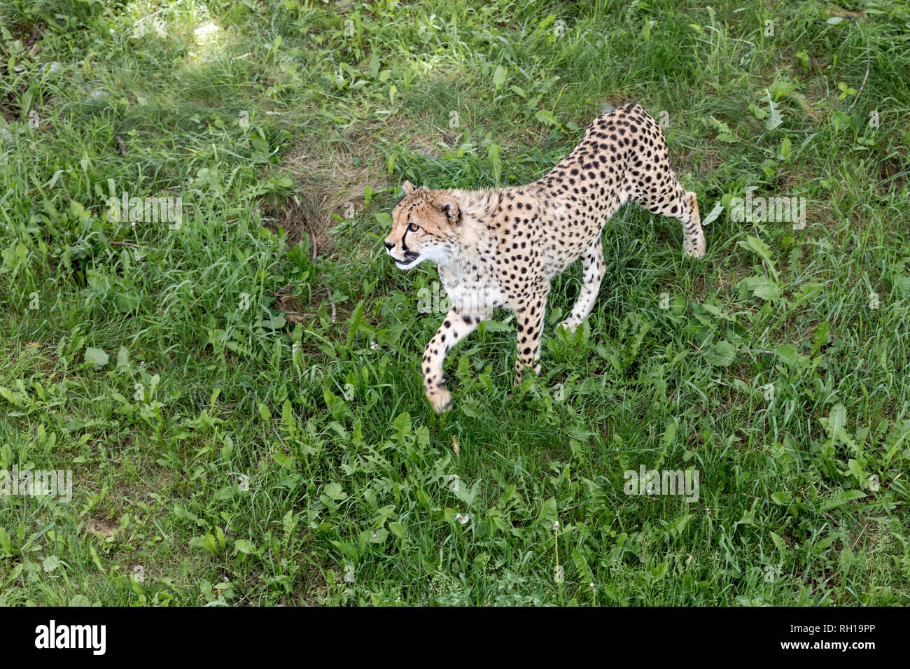 Cheetah is the fastest land animal and has a specific "tear mark ...