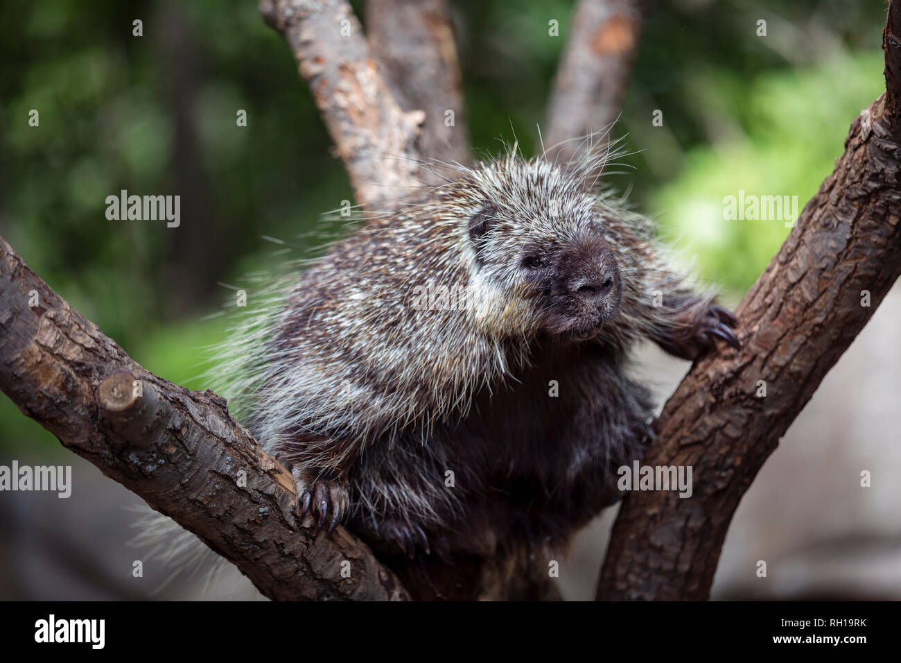 North American Porcupine (Erethizon Dorsatum) standing in a tree, also ...