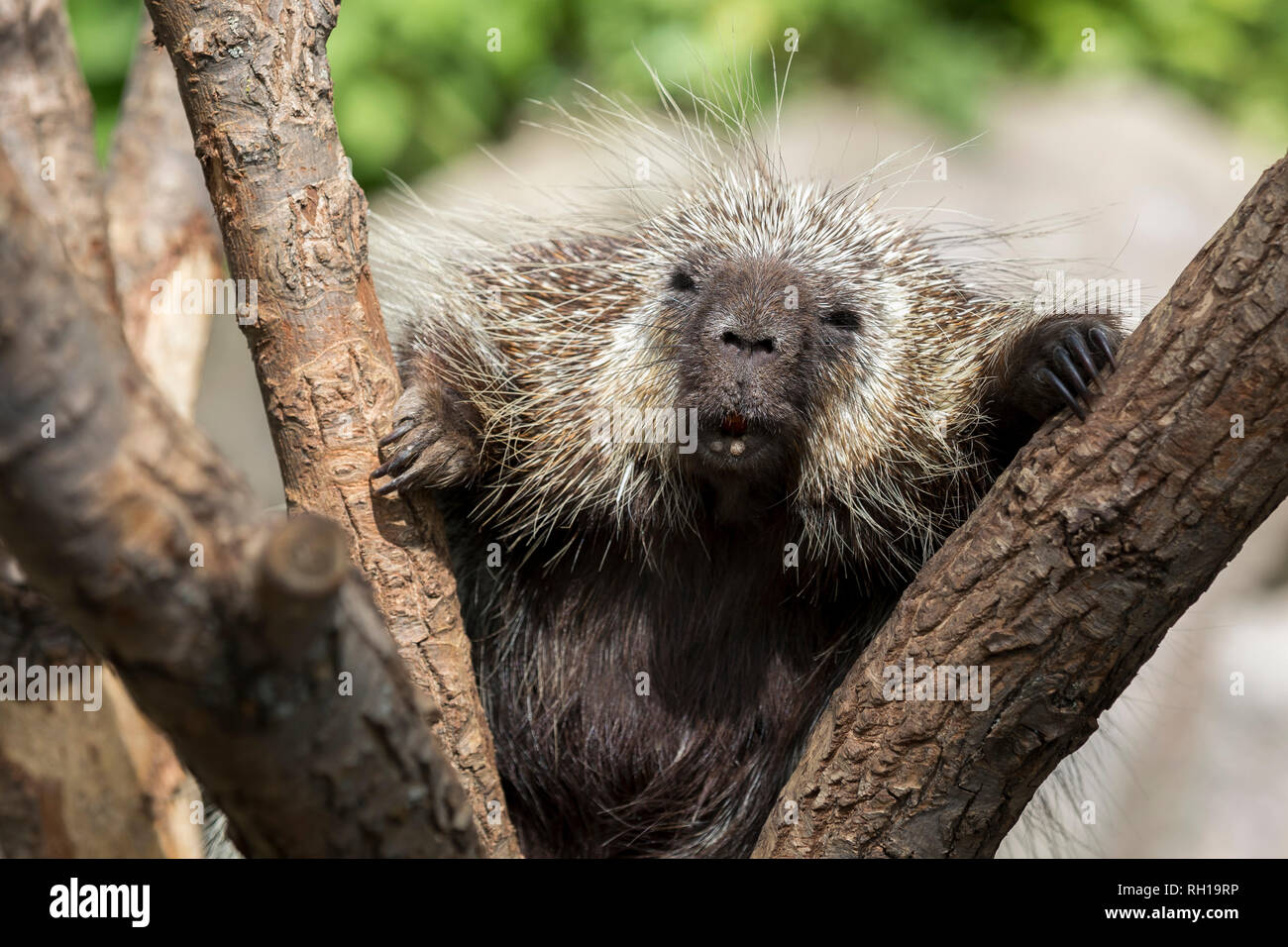 North American Porcupine (Erethizon Dorsatum) standing in a tree, also ...