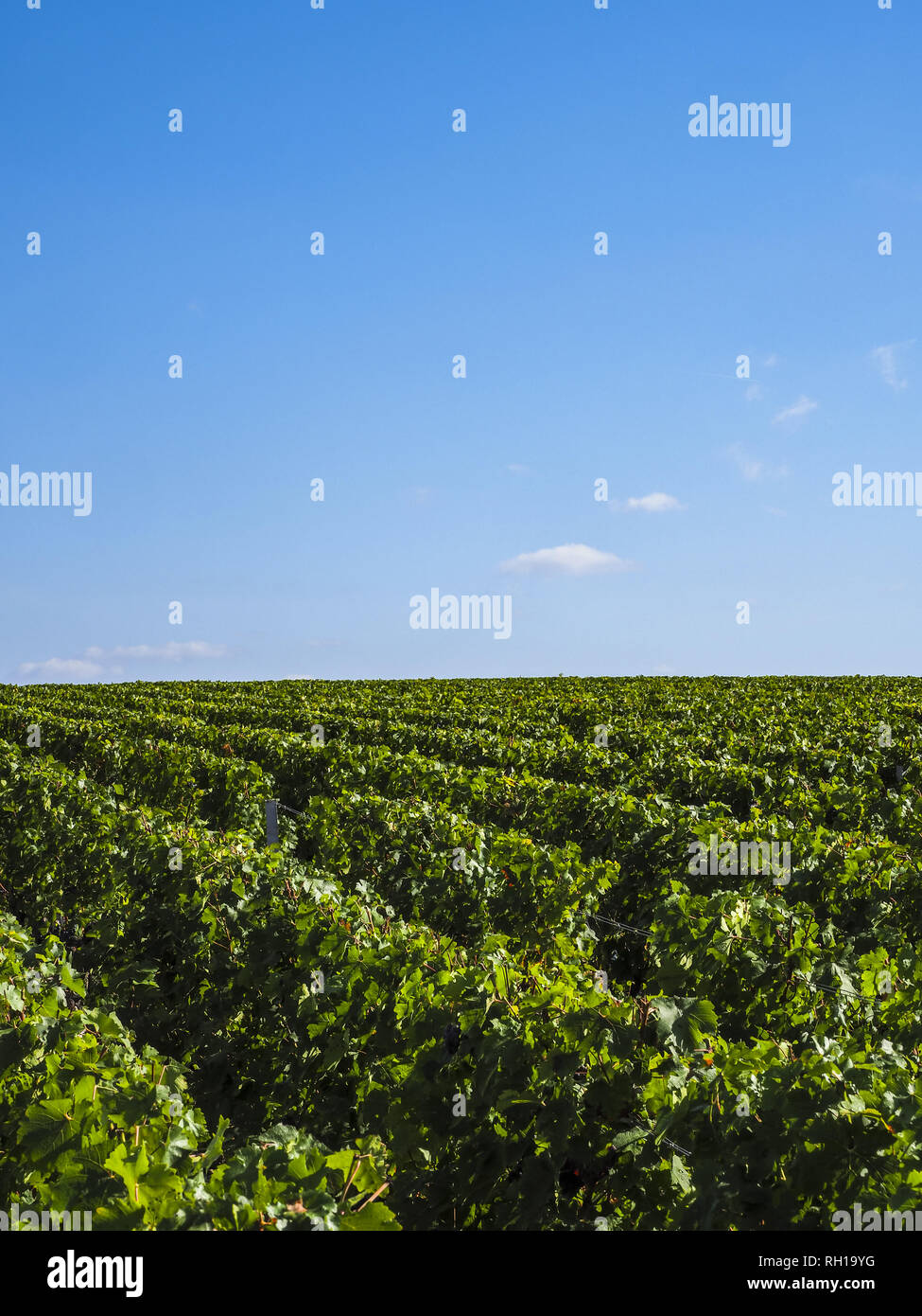 Chateau Lafite Rothschild Stock Photo - Alamy
