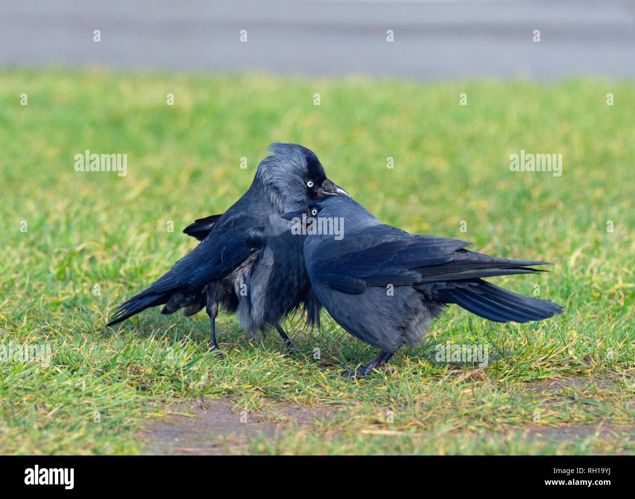 Jackdaws Corvus monedula pair preening each other Stock Photo - Alamy