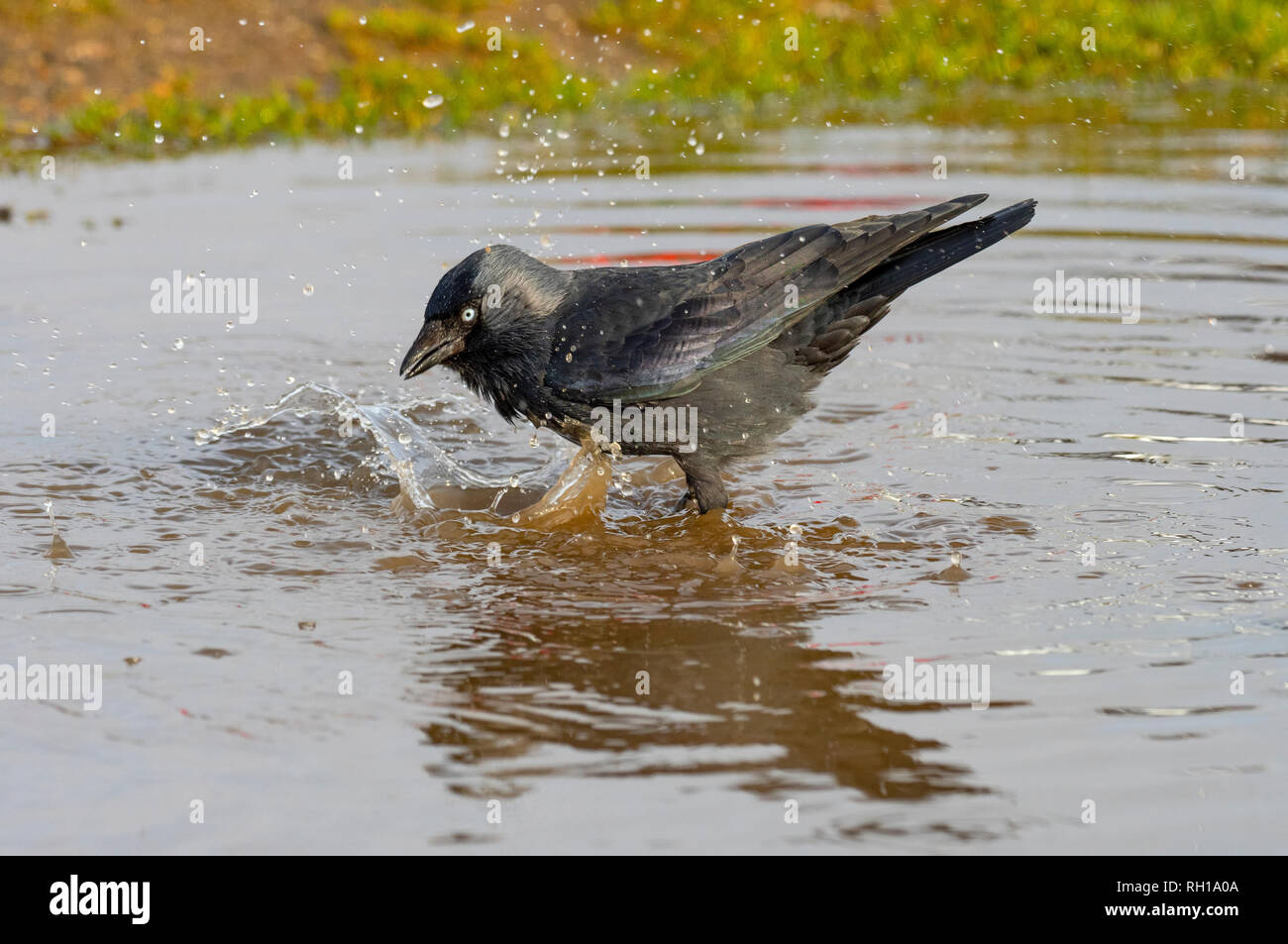 Jackdaw Corvus monedula bathing in puddle on farmland Stock Photo - Alamy