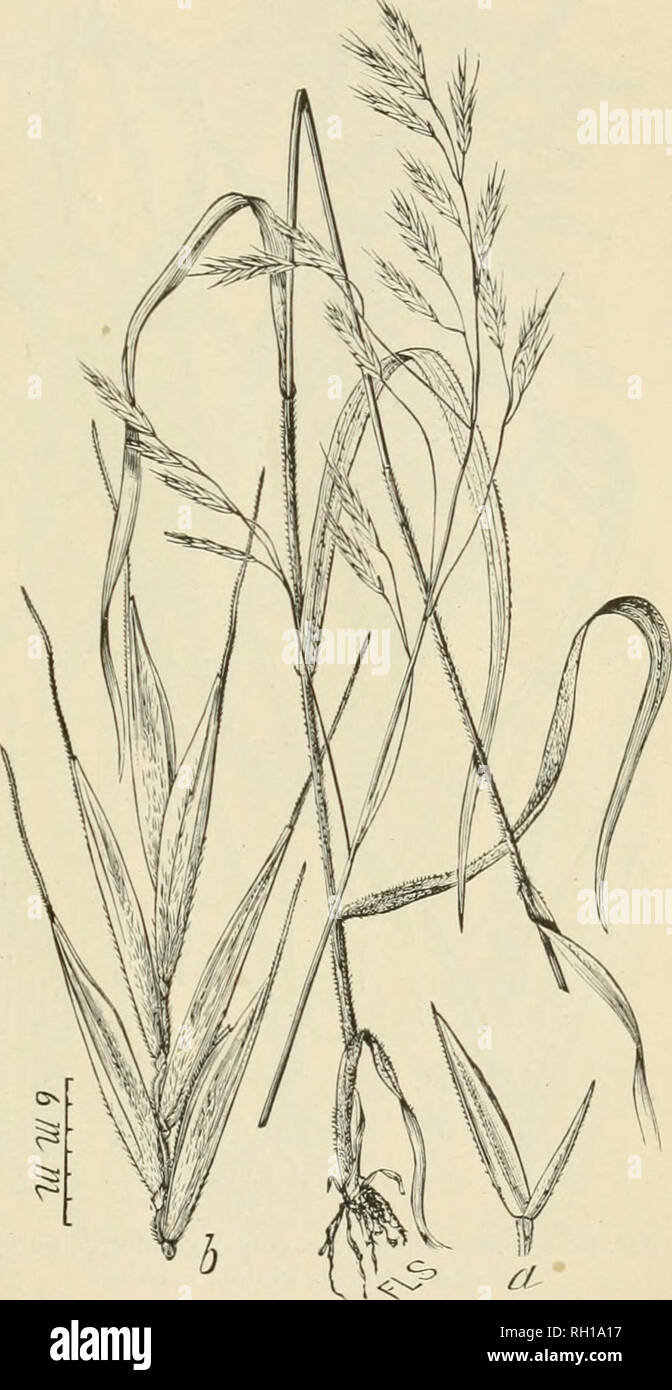 . Bulletin. Gramineae -- United States; Forage plants -- United States ...