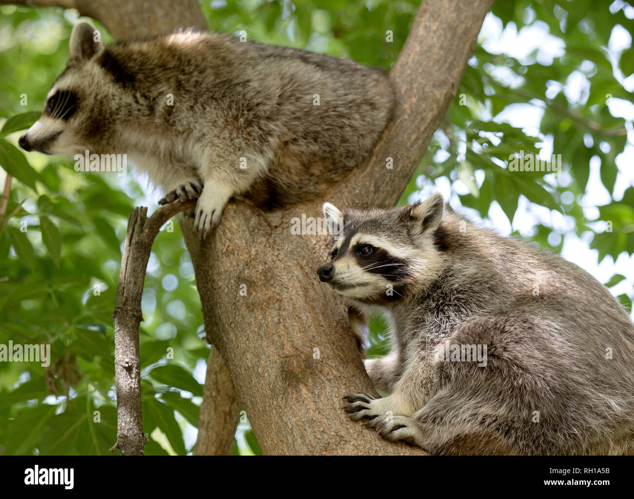 American Racoons observing surroundings from a tree Stock Photo - Alamy