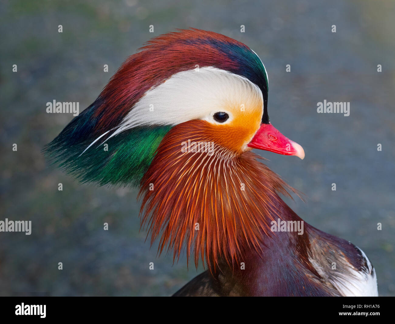 Axi sponsa hi-res stock photography and images - Alamy