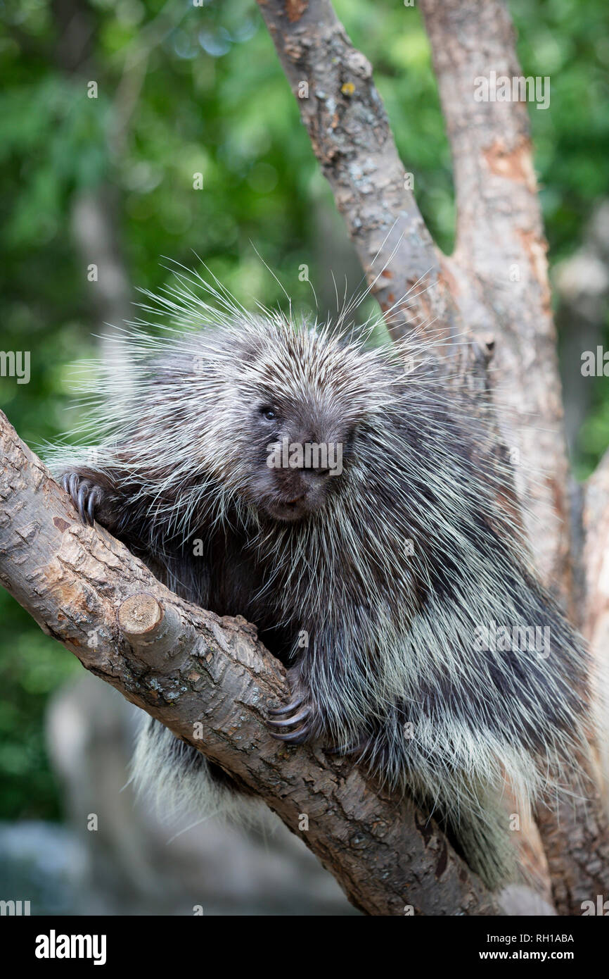 North American Porcupine (Erethizon Dorsatum) climbing a tree, also ...