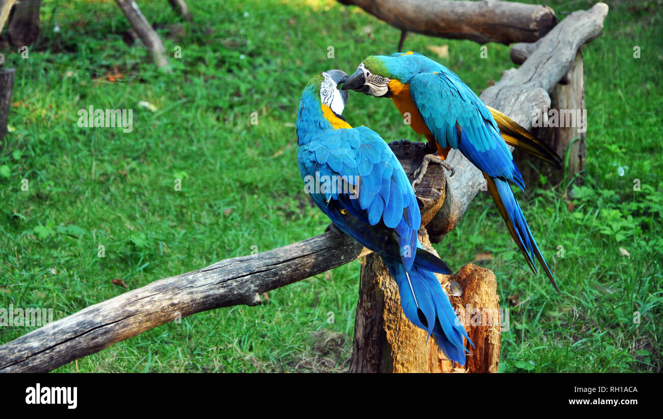 Macaws parrots hi-res stock photography and images - Alamy