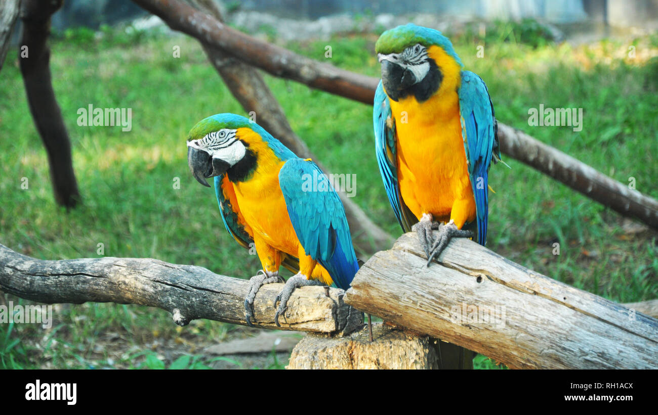 Parrots in zoo hi-res stock photography and images - Alamy