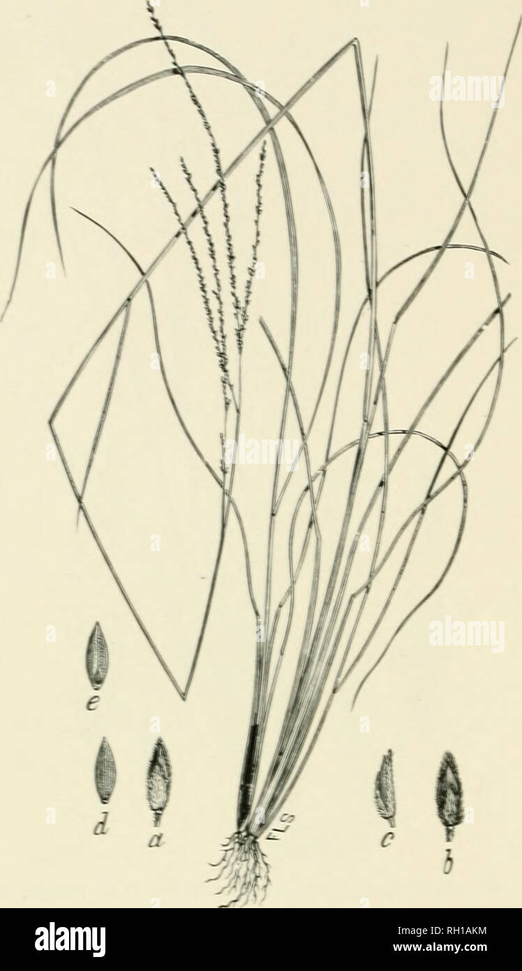 Panicum grass brazil hi-res stock photography and images - Alamy