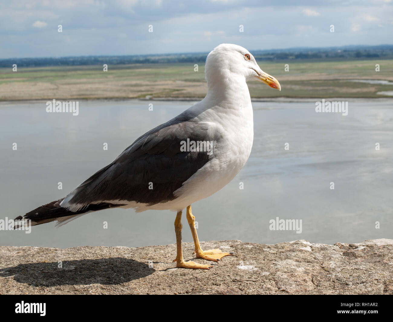 Seagull at Le Mont Saint-Michel, medieval fortified abbey and village ...