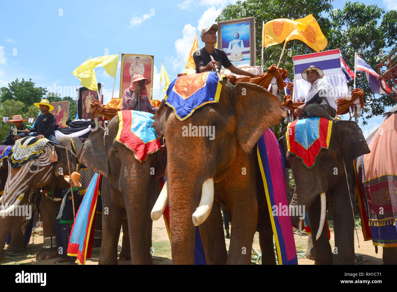 SURIN, THAILAND, MAY 9, 2017 : Ordination Parade on Elephantâ€™s Back ...