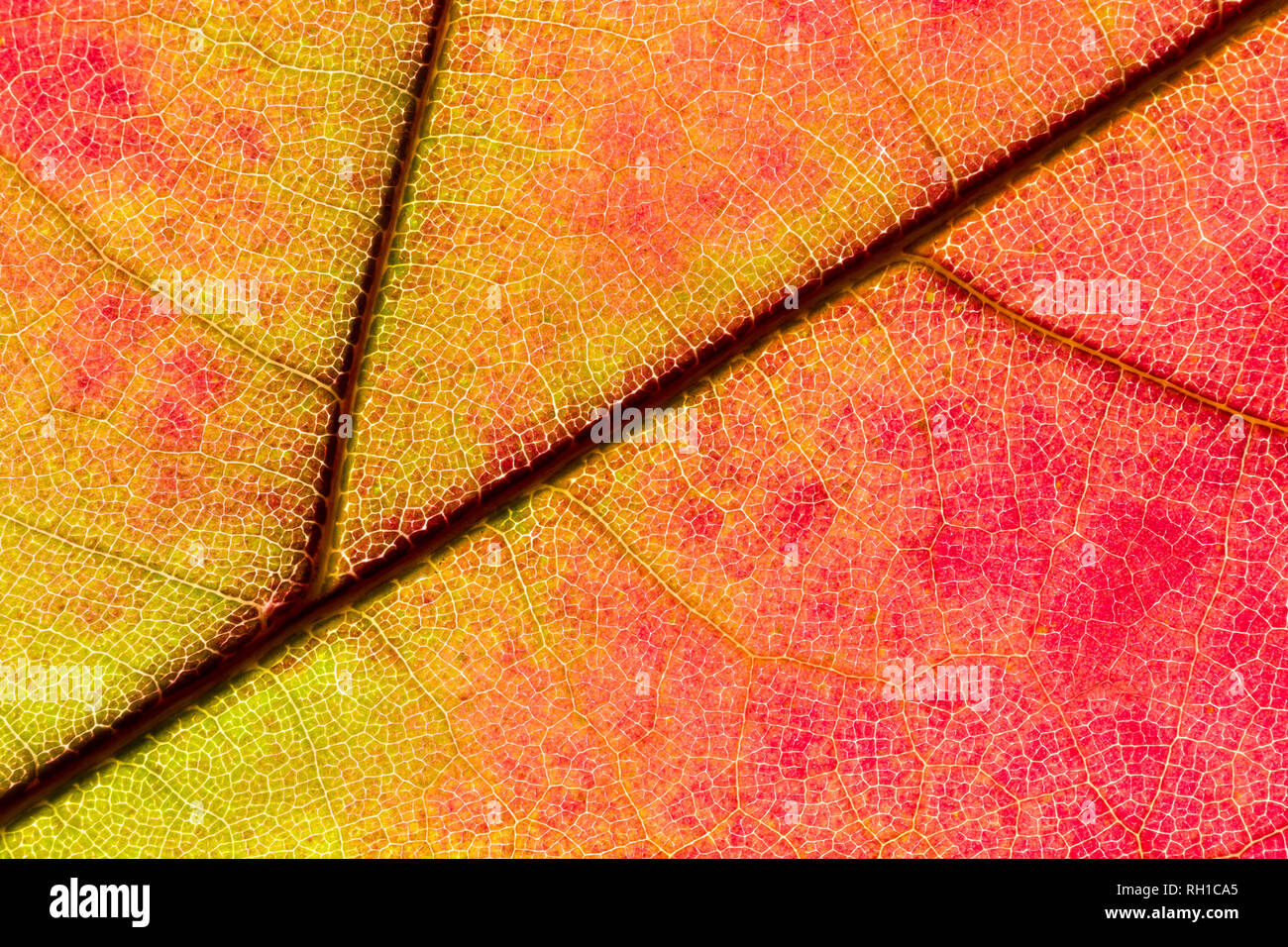 Close up of abstract maple autumn leave background. Studio Shot Stock ...