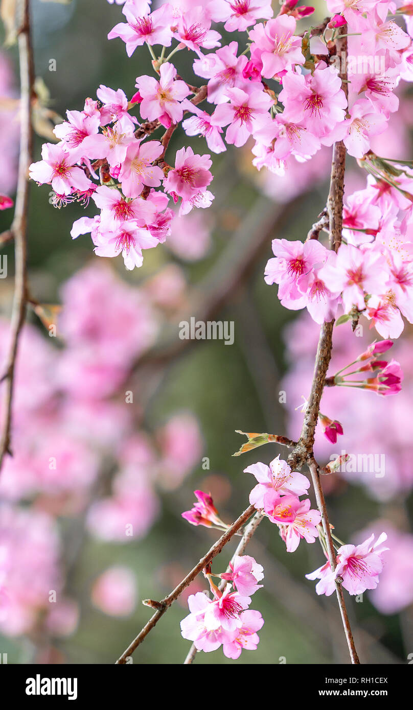 Beautiful cherry blossoms sakura tree bloom in spring in the park, copy ...