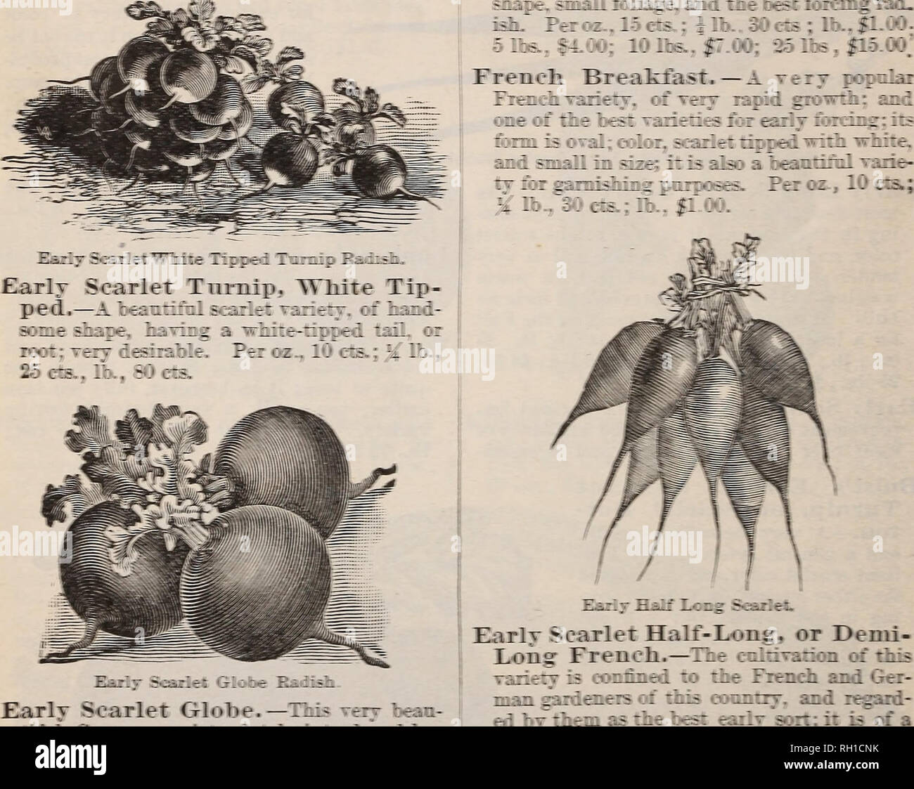 Scarlet starlet hi-res stock photography and images - Alamy