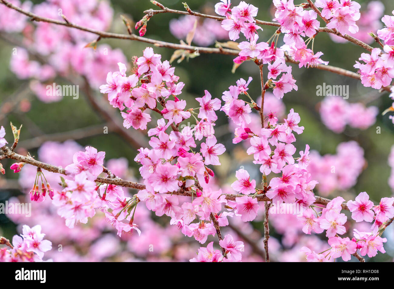 Beautiful cherry blossoms sakura tree bloom in spring in the park, copy ...