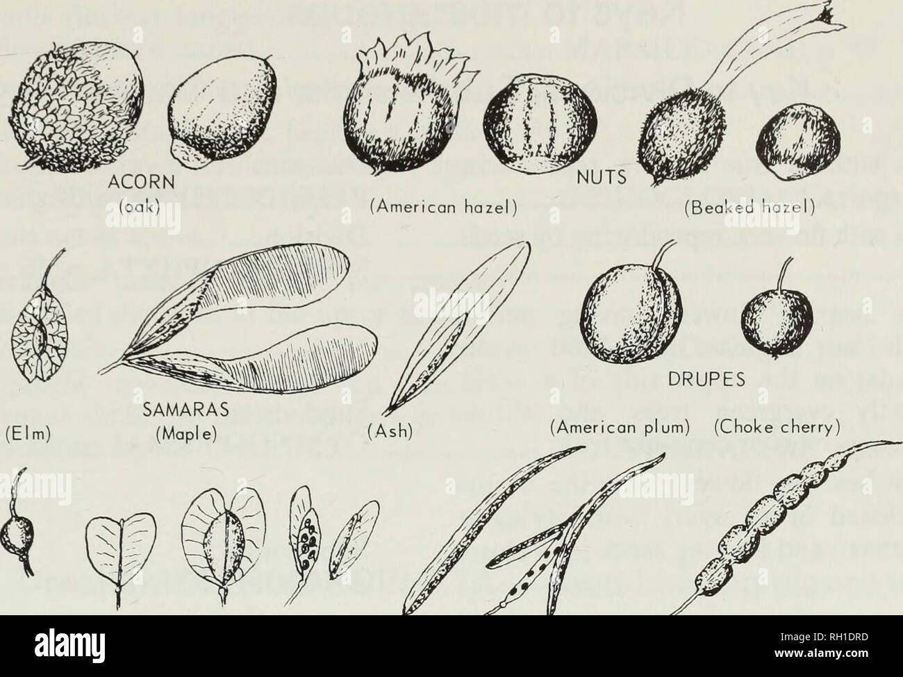 Siliques hi-res stock photography and images - Alamy