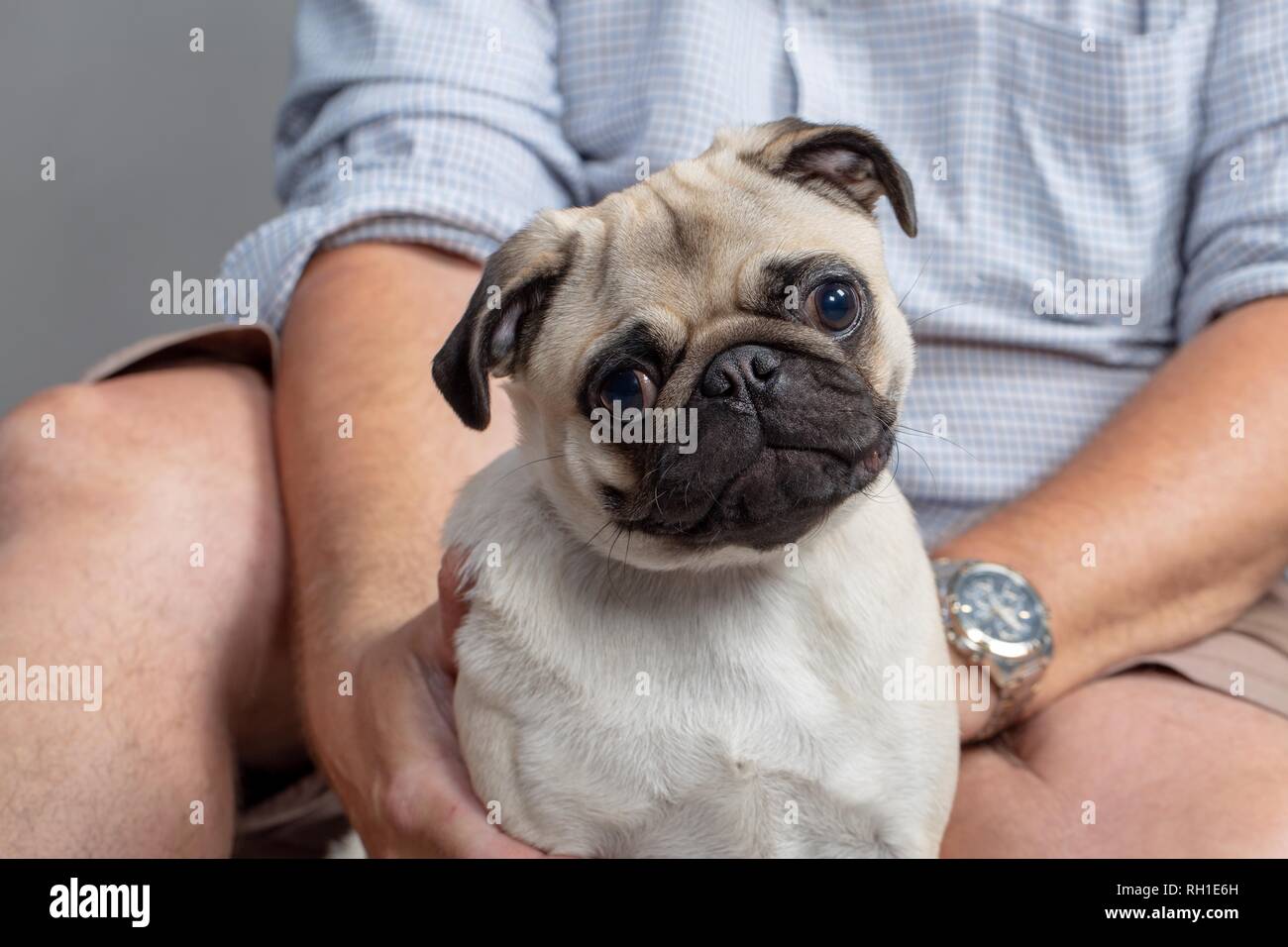 Portraits of pug taken in studio Stock Photo - Alamy