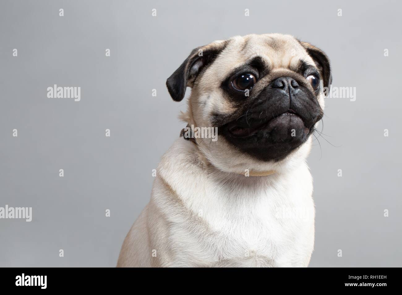 Portraits of pug taken in studio Stock Photo - Alamy