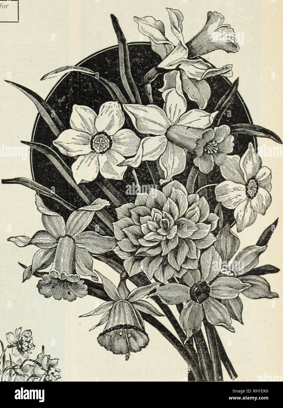 . Bulbs and plants : autumn 1900. Flowers Seeds Catalogs; Gardening ...