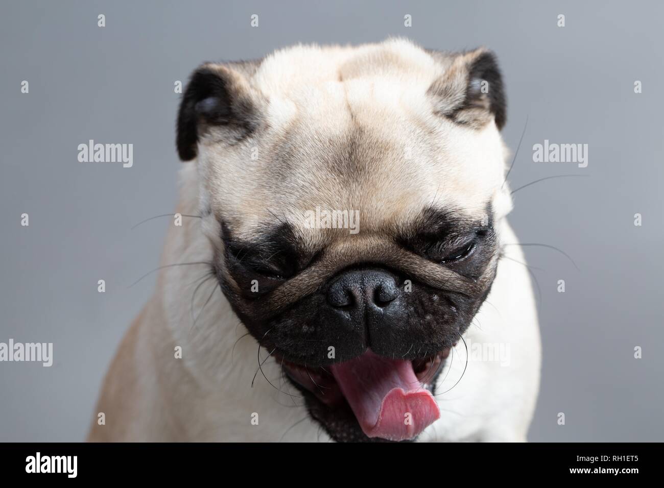 Portraits of pug taken in studio Stock Photo - Alamy