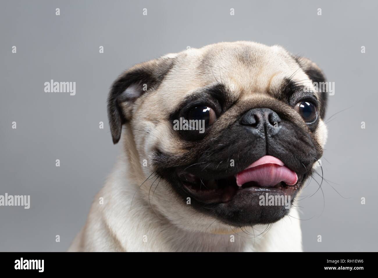 Portraits of pug taken in studio Stock Photo - Alamy
