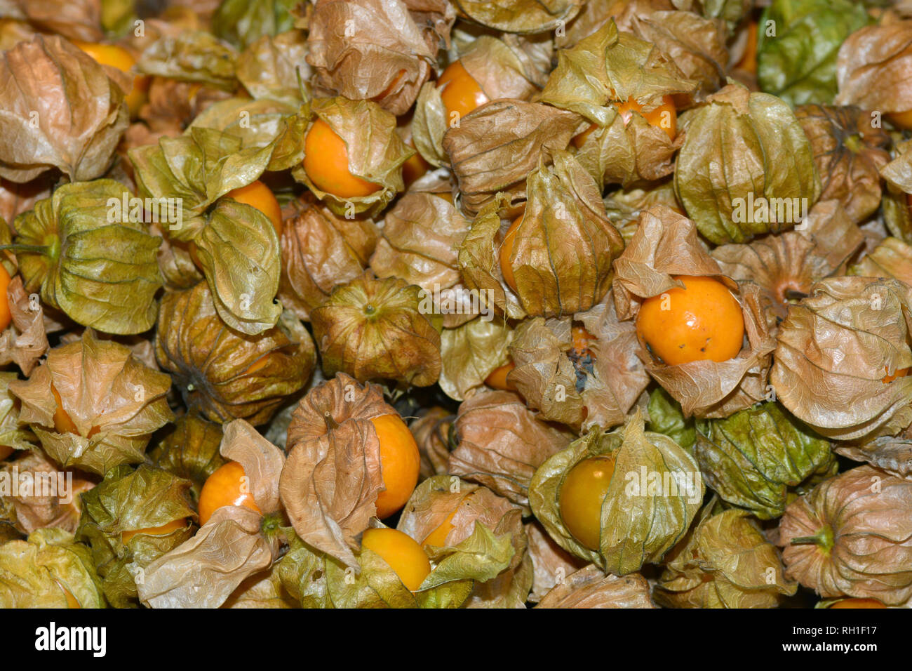 group of cape gooseberry Stock Photo - Alamy