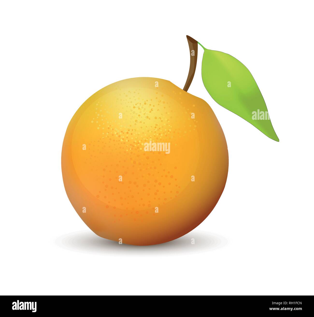 Orange fruit, realistic vector icon illustration isolated on white ...